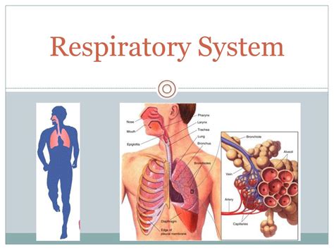 Respiratory System. - ppt download