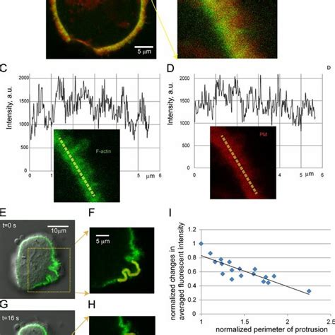 Cortex Periodic Structure And Estimation Of Membrane Cortex Compaction Download Scientific
