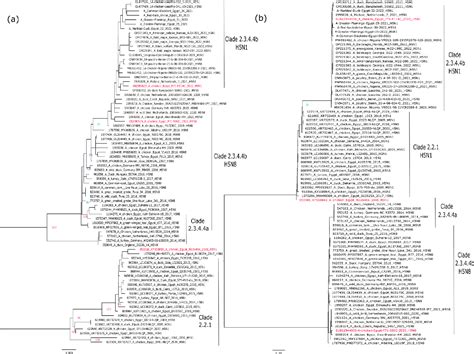 Figure 1 From Immunogenicity And Cross Protective Efficacy Induced By An Inactivated Recombinant