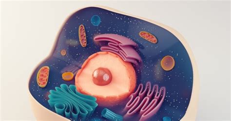 Dyrecelle Struktur Funksjoner Og Forskjeller