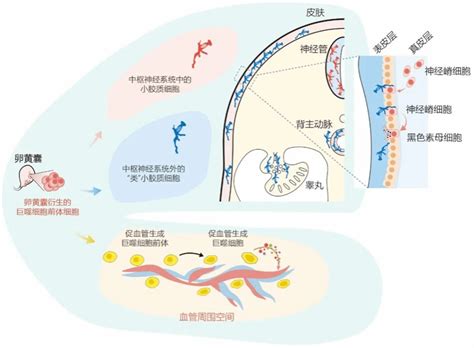 内驱 力⑦ 2002届校友吴雪清教授发表最新研究成果人类免疫发育图谱构建并揭示血管旁巨噬和中枢外类小胶质细胞的分化与功能 校友网