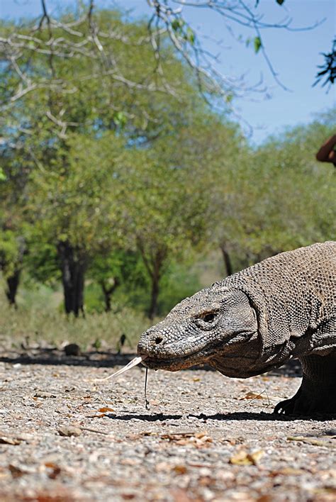 Komodo Island 2 Days Island Hopping On A Traditional Phinisi Boat