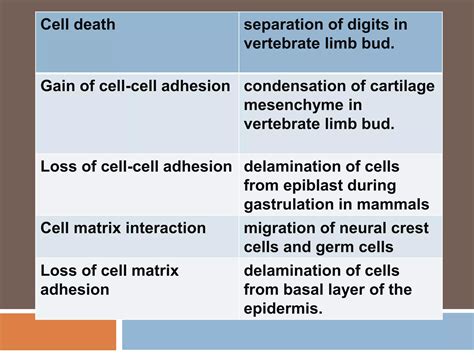 Morphogenetic Movements Developmental Biology Pptx