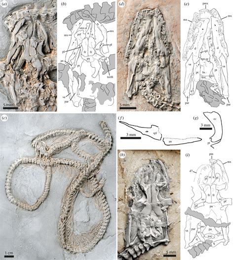 Fossil Friday Oldest Python Ever Found Suggests They Re Originally From Europe