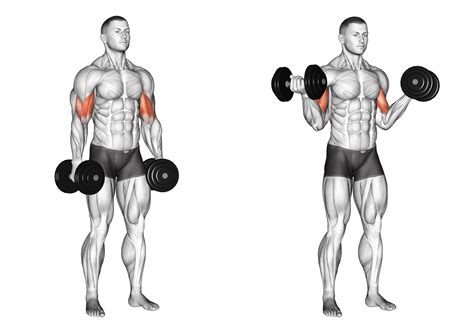 Dumbbell Bicep Curls