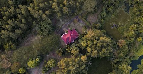 개요 격리 경치 경치가 좋은 고독한 고요한 나무 나무 캐노피 나무가 우거진 지역 나뭇잎 녹지 농장 농촌의 드론으로 찍은 사진 때묻지 않은 모험