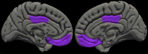 Cortical Midline Structure Definition Sagittal Surface Views Depict Download Scientific