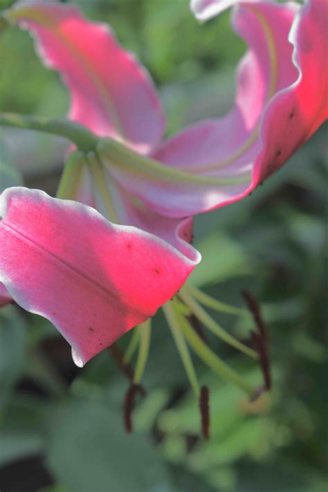 Tree Lily Miss Feya Photo Study Herbidacious