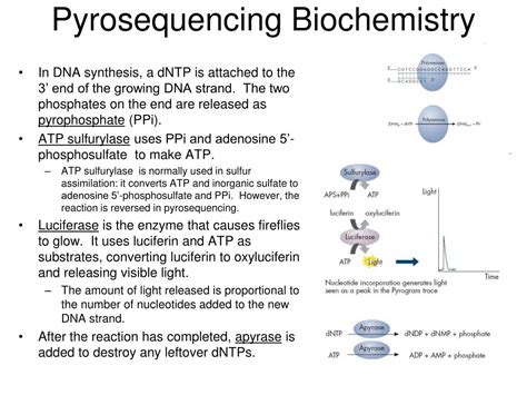 Ppt Dna Sequencing Powerpoint Presentation Free Download Id398162