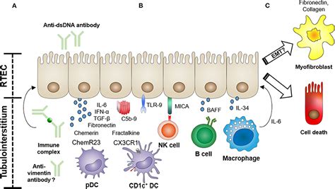 Epithelial Cell Diagram Epithelia The Histology Guide A Schematic Diagram Highlighting The