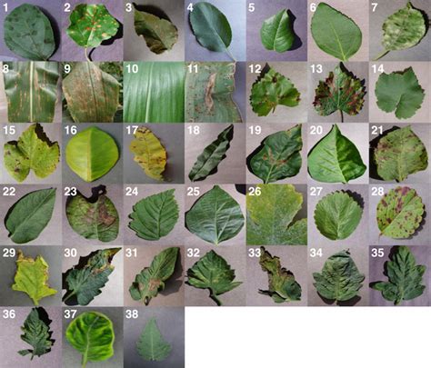 Pdf Plant Disease Detection Using Image Processing My XXX Hot Girl