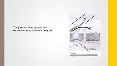 Functional Matrix Hypothesis Revisited Pptx