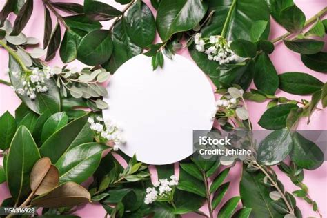 여름과 봄 개념입니다 녹색 나뭇잎과 분홍색 종이에 복사 공간에 대 한 흰색 빈 동그라미 프레임 열 대 자연 배경 평면도 평평한 누워 크리에이티브 광고 개념에 대한 스톡 사진