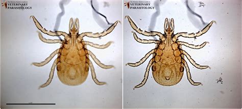 Ixodes Sp Ticks Monster Hunters Guide To Veterinary Parasitology