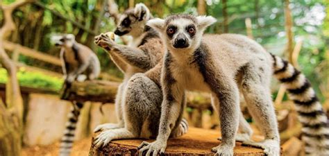 Best Wildlife Parks In Mauritius Mauritius Attractions