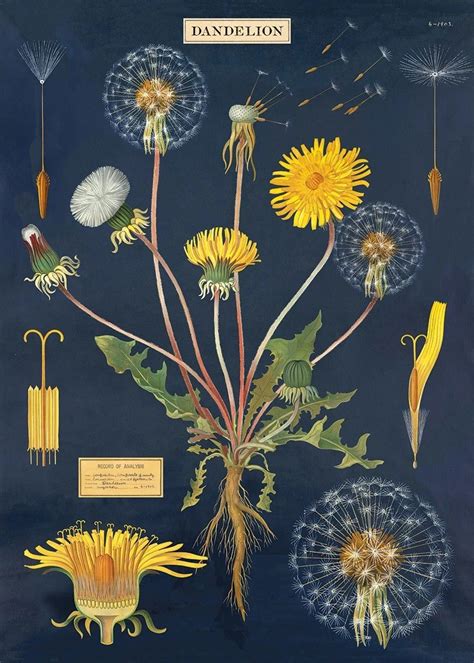 Vintage Posters Botanical Art Botanical Drawings Art Inspiration