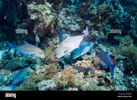 Bluefin Jacks Caranx Sexfasciatus Following A Hunting Moray Eel