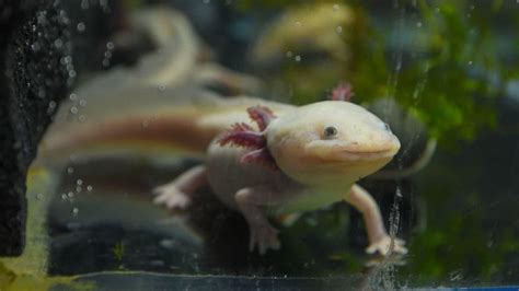 Día Nacional Del Ajolote Conservación Cultura Y Ciencia En Torno A Un