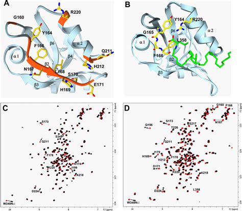 Analysis Of The Interactions Of Pdz2 270 With The C Terminal Eb A Top Download Scientific
