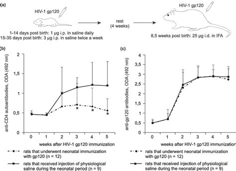 Rat Immunization Scheme And Antibody Production In Response To Hiv 1 Download Scientific