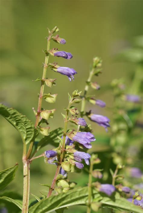 Skullcap Scutellaria Spp Herbal Extract