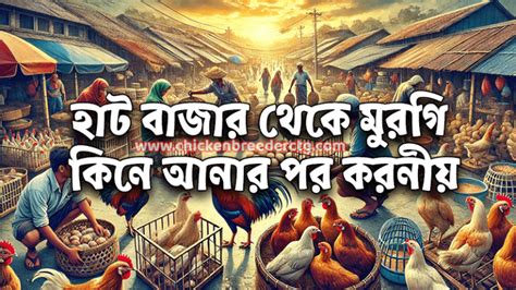 হাট বাজার থেকে মুরগি কিনে আনার পর করনীয় দেশি মুরগি ব্রিডার চট্টগ্রাম