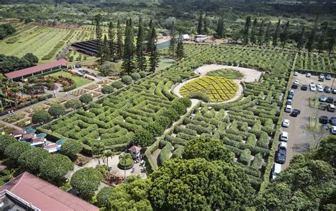 Navigate The Pineapple Maze At Dole Plantation Hawaiʻi Magazine