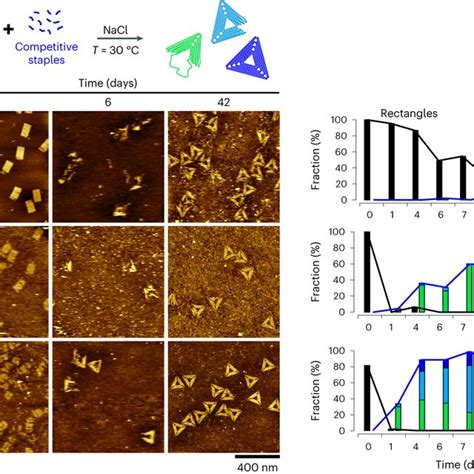 Isothermal Self Assembly Of User Defined Dna Origamis In A Download Scientific Diagram