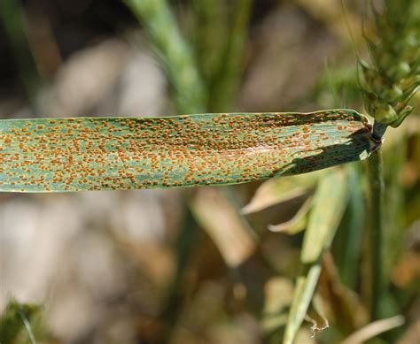 Wheat Rust In Kansas Start Scouting Nebraska Fields Cropwatch Nebraska
