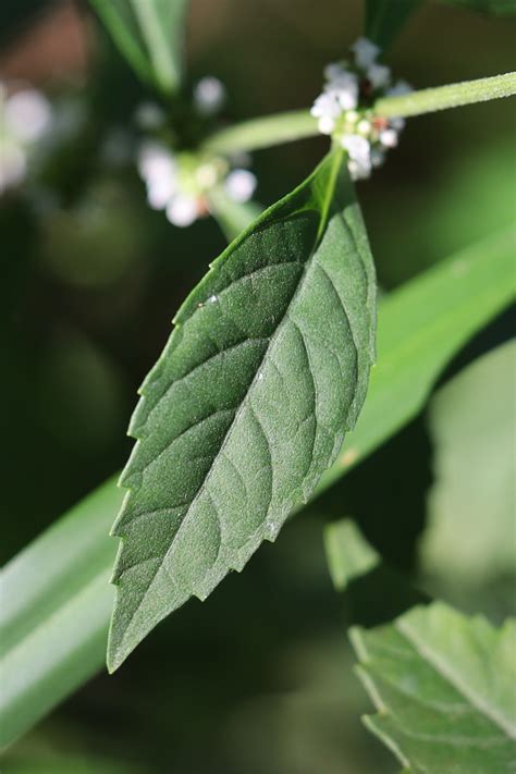 Lycopus Virginicus Virginia Bugleweed Wildflowers Of The National