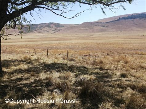 Green Mamba P5 Russian Grass Seeds