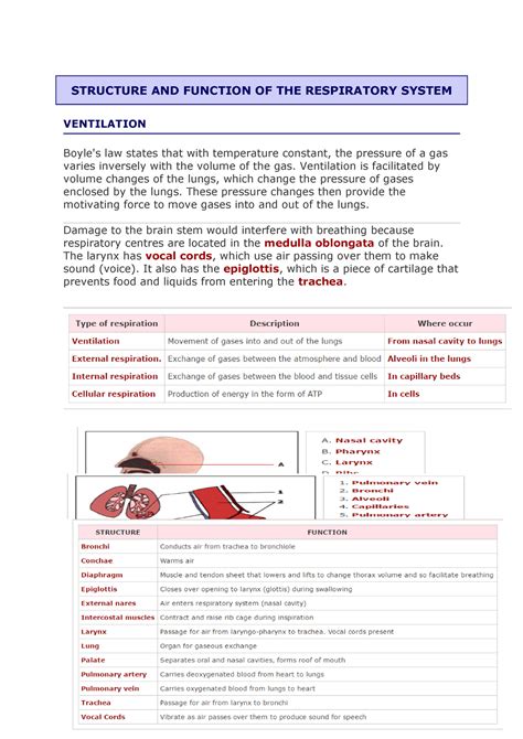Structure AND Function OF THE Respiratory System STRUCTURE AND FUNCTION OF THE RESPIRATORY