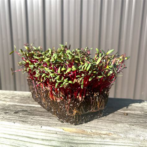 Detroit Dark Red Beet Microgreens Hoss