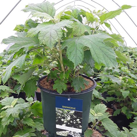 Snowcicle Oakleaf Hydrangea Grown By Overdevest