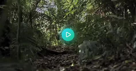 Pengwings Album On Imgur