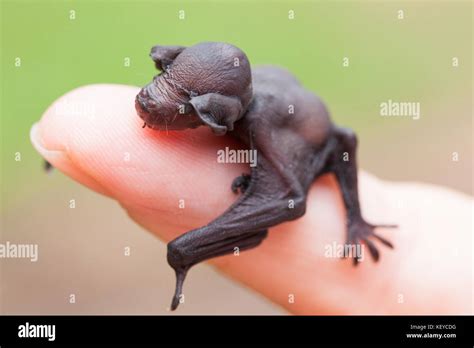 Nyctophilus Bifax Immagini E Fotografie Stock Ad Alta Risoluzione Alamy