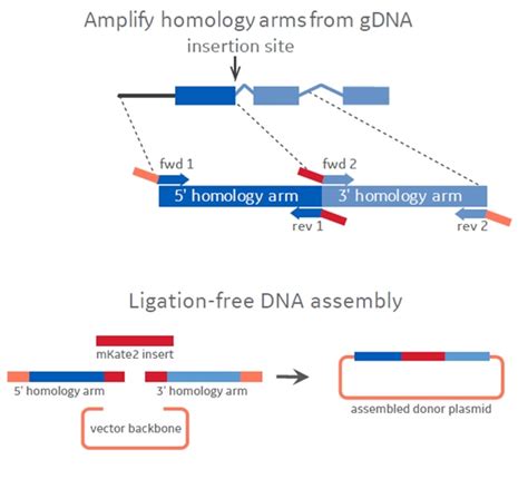 Edit R Hdr Plasmid Donors For Reporter Knock In