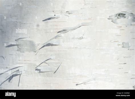 Detailed Close Up Of The Light Colored Bark Of A Birch Tree Showing Its Unique Texture And