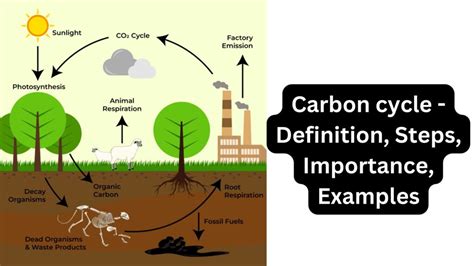 Carbon Cycle Definition Steps Importance Examples Biology Notes