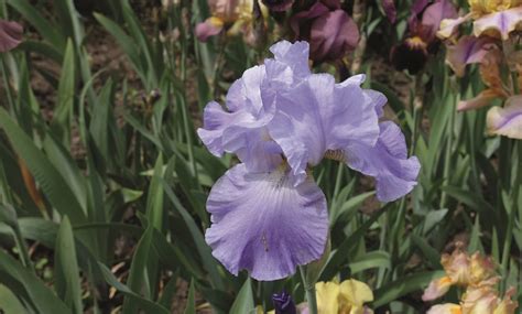 Up To 10 Rhizomes Of Iris Re Blooming Collection Groupon