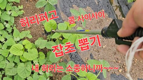 콩 사이사이 잡초뽑기 난 서서 편하게 작업합니다 Youtube