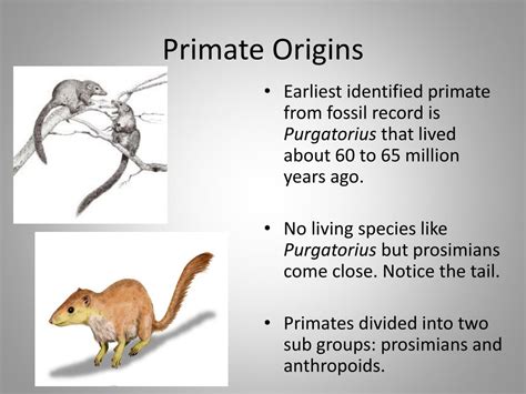 Ppt Primate Adaptation And Evolution Powerpoint Presentation Free
