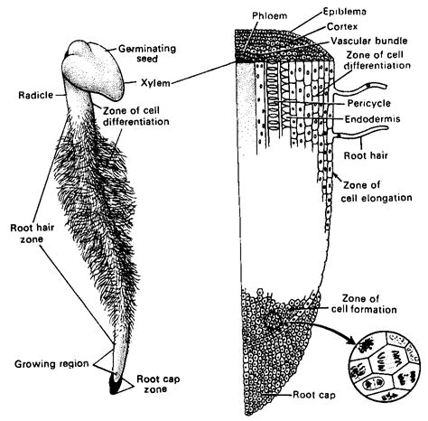 Root Of Morphology Of Angiosperm In Botany Class 11