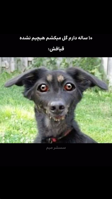 ‎سسشر میم‎ Sosher Meme • Instagram Photos And Videos