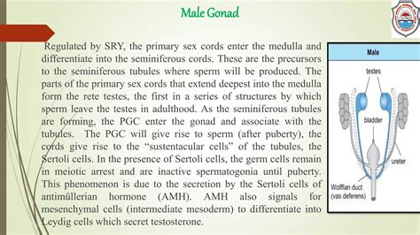 Development Of Gonads Gonad Differentiation Male Gonad And Female Gonad Pptx