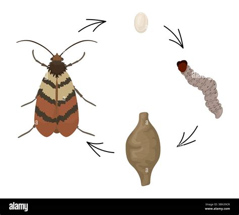 Complete Life Cycle Of An Indian Meal Moth A Common Pantry Pest