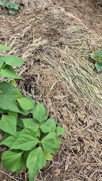 붉은 강낭콩 콩꼬투리 Youtube