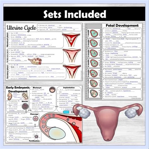 Anatomy Reproductive System Doodle Notes Bundle By Science From Scratch
