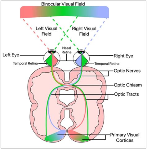 Pathway Of Visual Projection Download Scientific Diagram