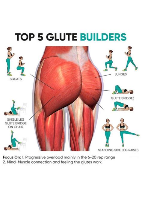 Glute Muscles Explained What Are The Gluteal Muscles Preview Fxyrc